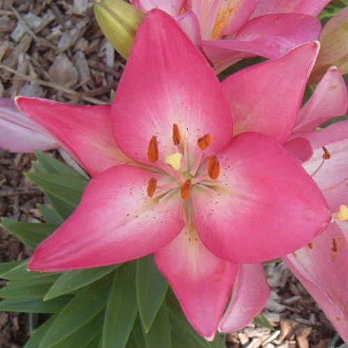 Lily Bulbs